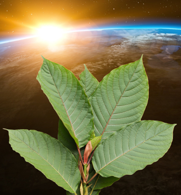 What is Kratom? Why Does Danny Use It? – Element 115 Botanicals